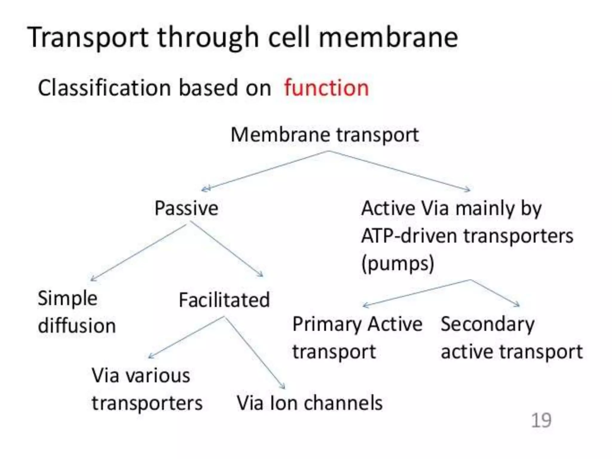 membrane transport.pptx