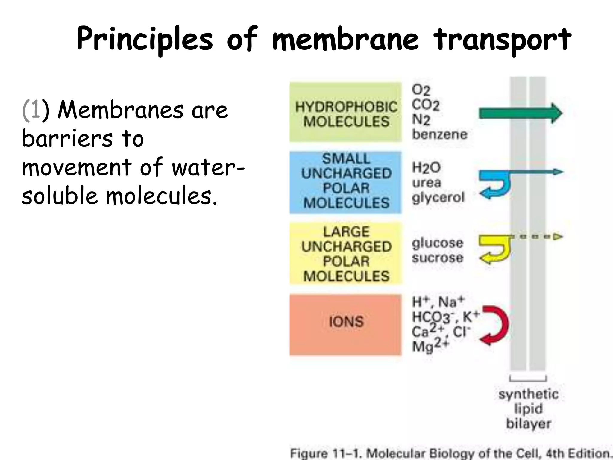 membrane transport.pptx