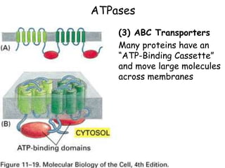 membrane transport.pptx