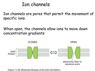 membrane transport.pptx