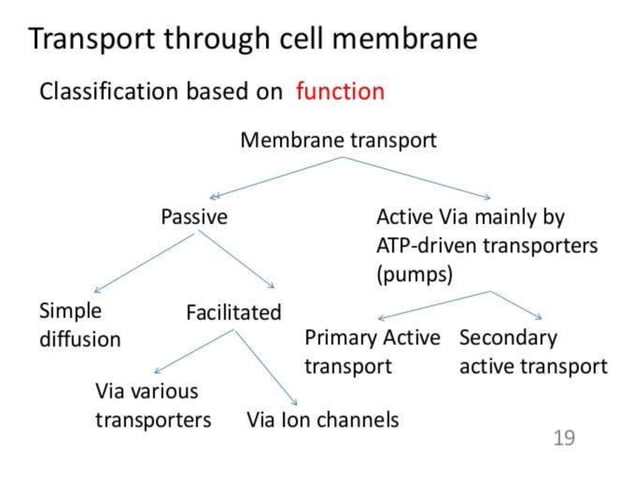 membrane transport.pptx | Chemistry | Science