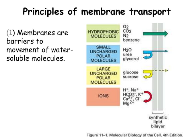 membrane transport.pptx | Chemistry | Science