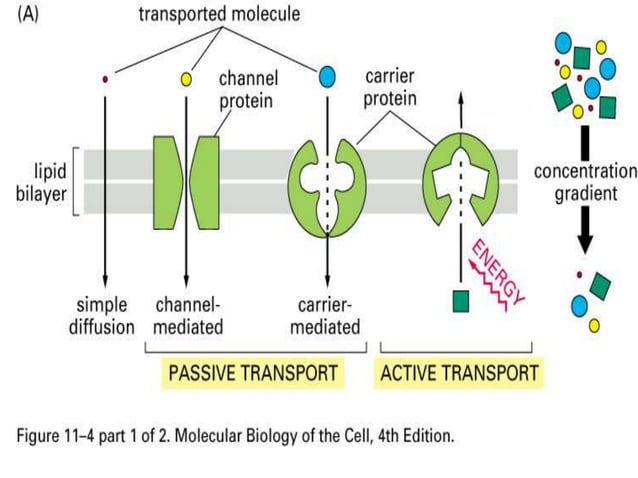 membrane transport.pptx | Chemistry | Science