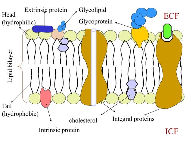 membrane_transport.ppt