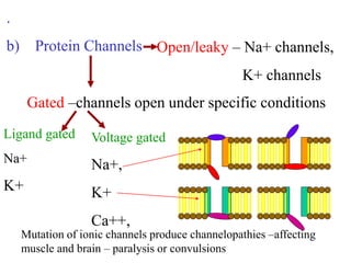 membrane_transport | PPTX