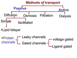 membrane_transport | PPTX