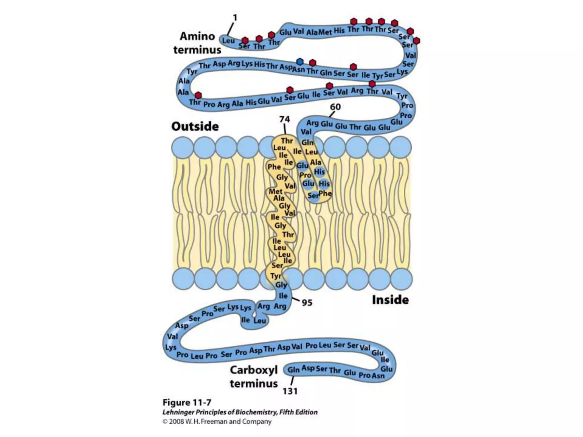membrane transport.ppt