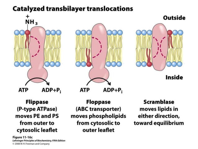 membrane transport.ppt