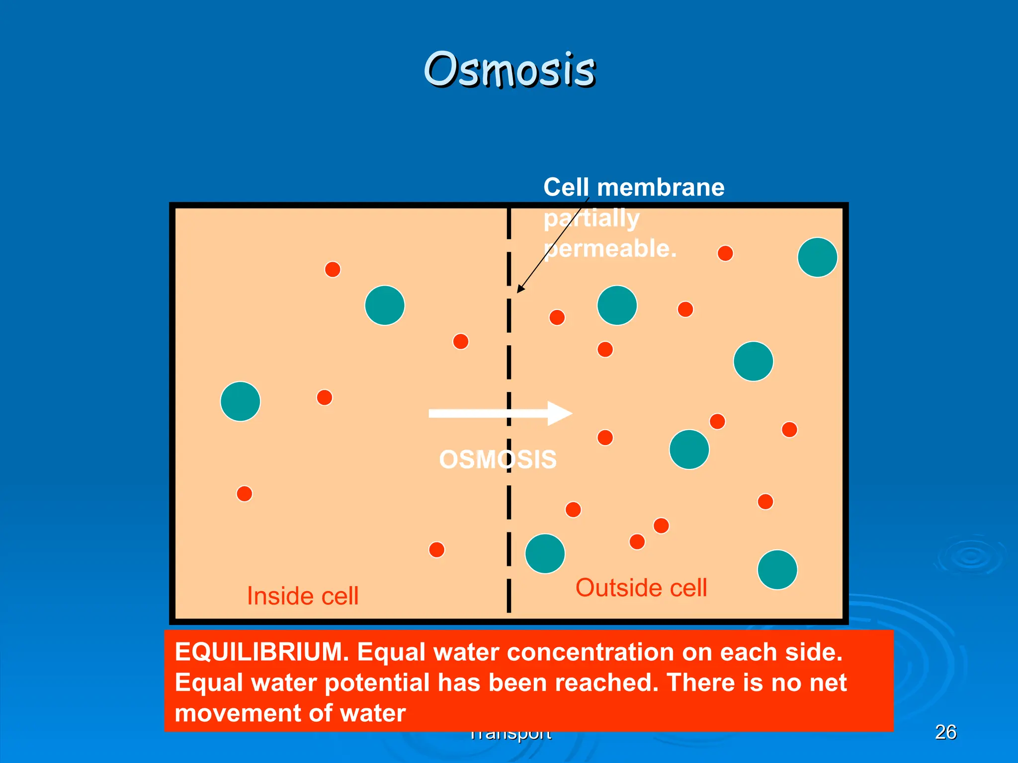 Transport Through the Cell Membrance.ppt | Biological Sciences | Science