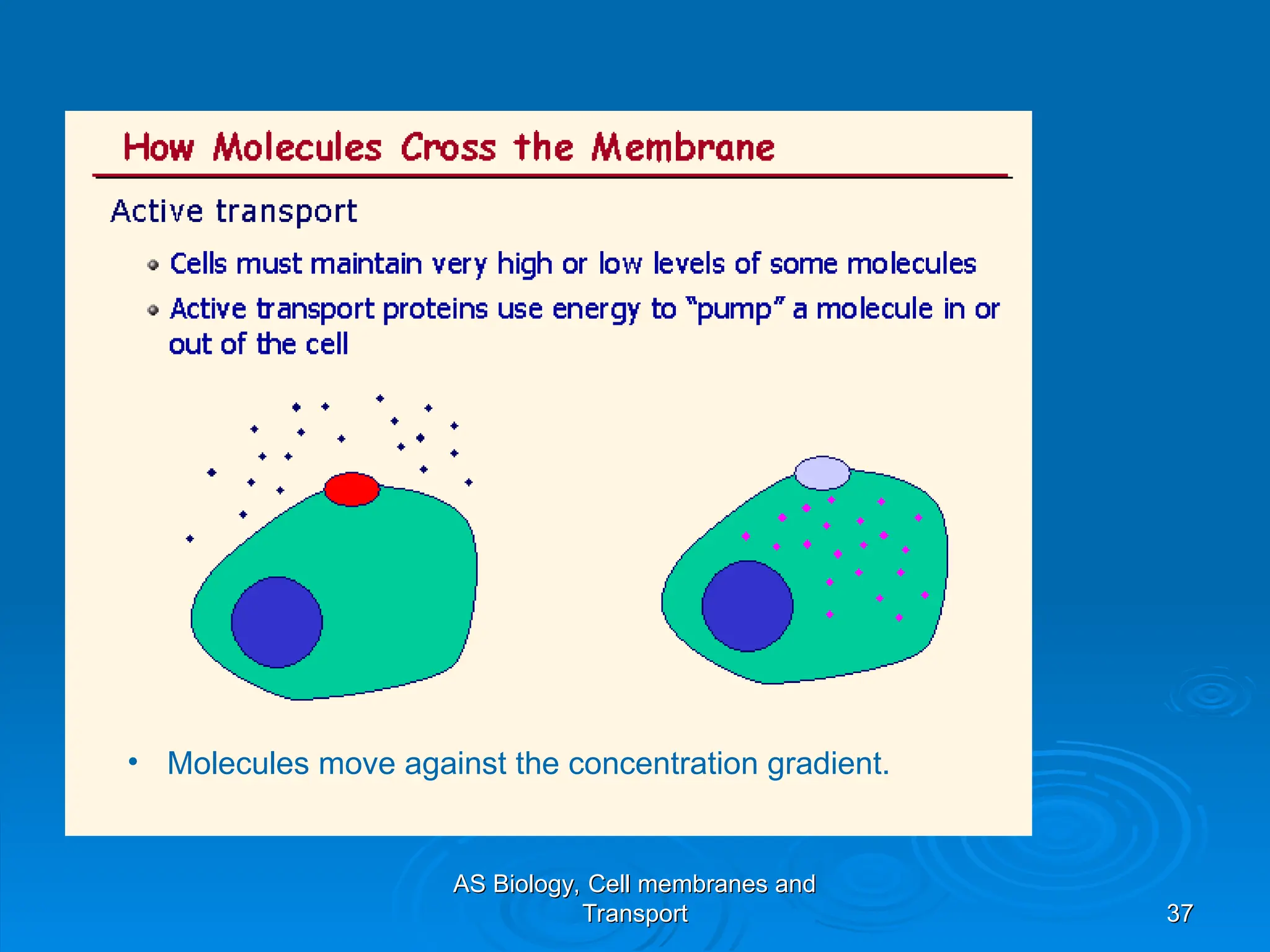 Transport Through the Cell Membrance.ppt | Biological Sciences | Science