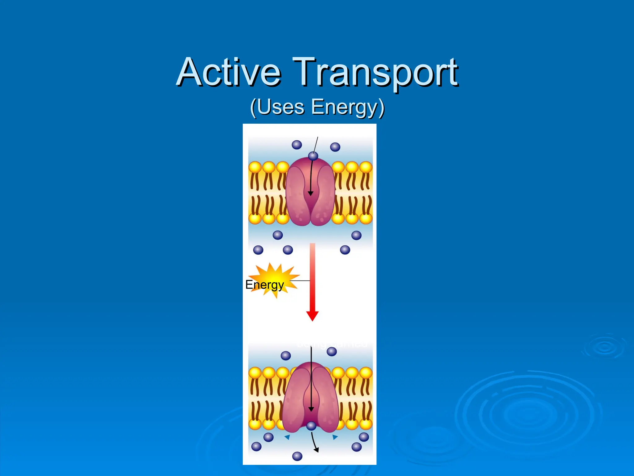 Transport Through the Cell Membrance.ppt | Biological Sciences | Science