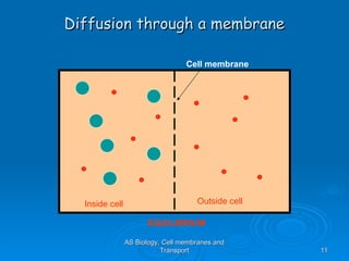 Transport Through the Cell Membrance.ppt