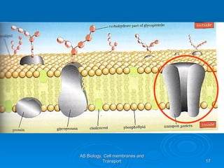 Transport Through the Cell Membrance.ppt