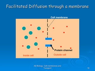 Transport Through the Cell Membrance.ppt