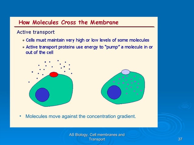 Transport Through the Cell Membrance.ppt | Biological Sciences | Science