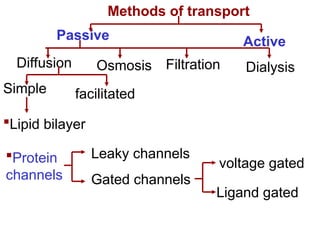 membrane_transport.ppt transportaion membrane | PPT