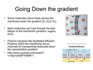 membrane transport general biologyy 1.ppt