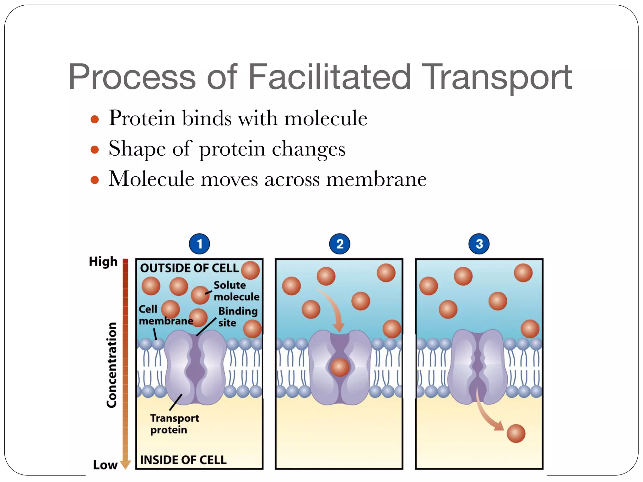 Membrane transport biochemistry for nurses | PDF