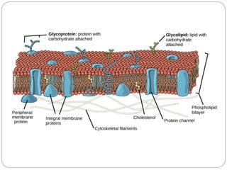 Membrane transport biochemistry for nurses | PDF