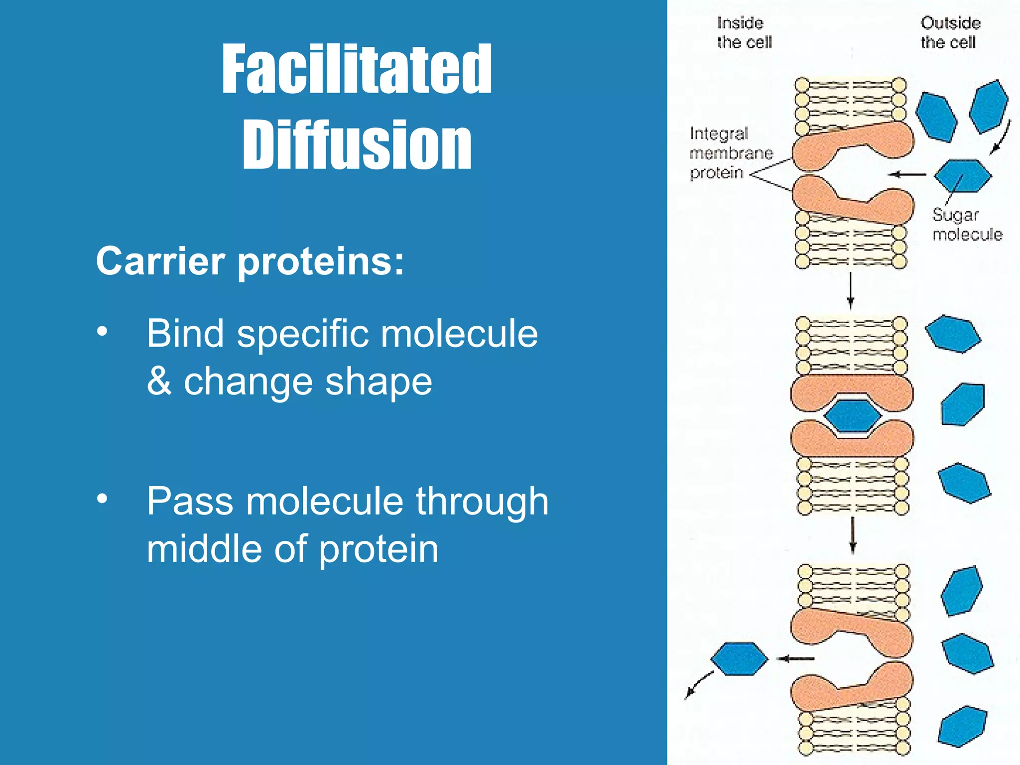 Membrane transport1 | PPT
