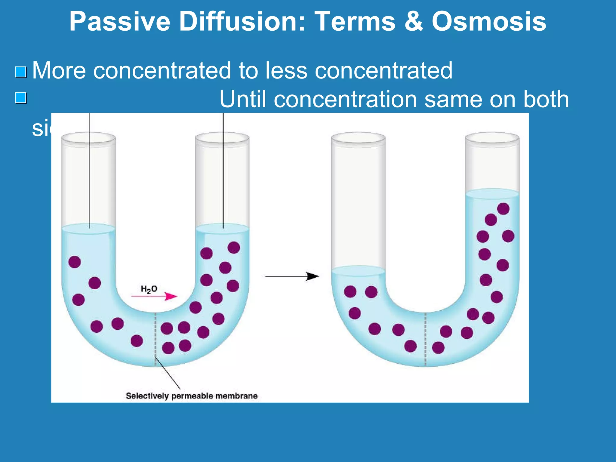 Membrane transport1 | PPT
