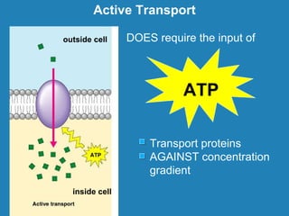 Membrane transport1 | PPT