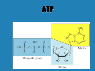 Membrane transport1 | PPT