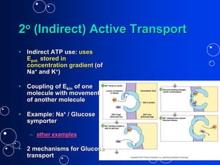 Membrane_transport_2021-46884.ppt
