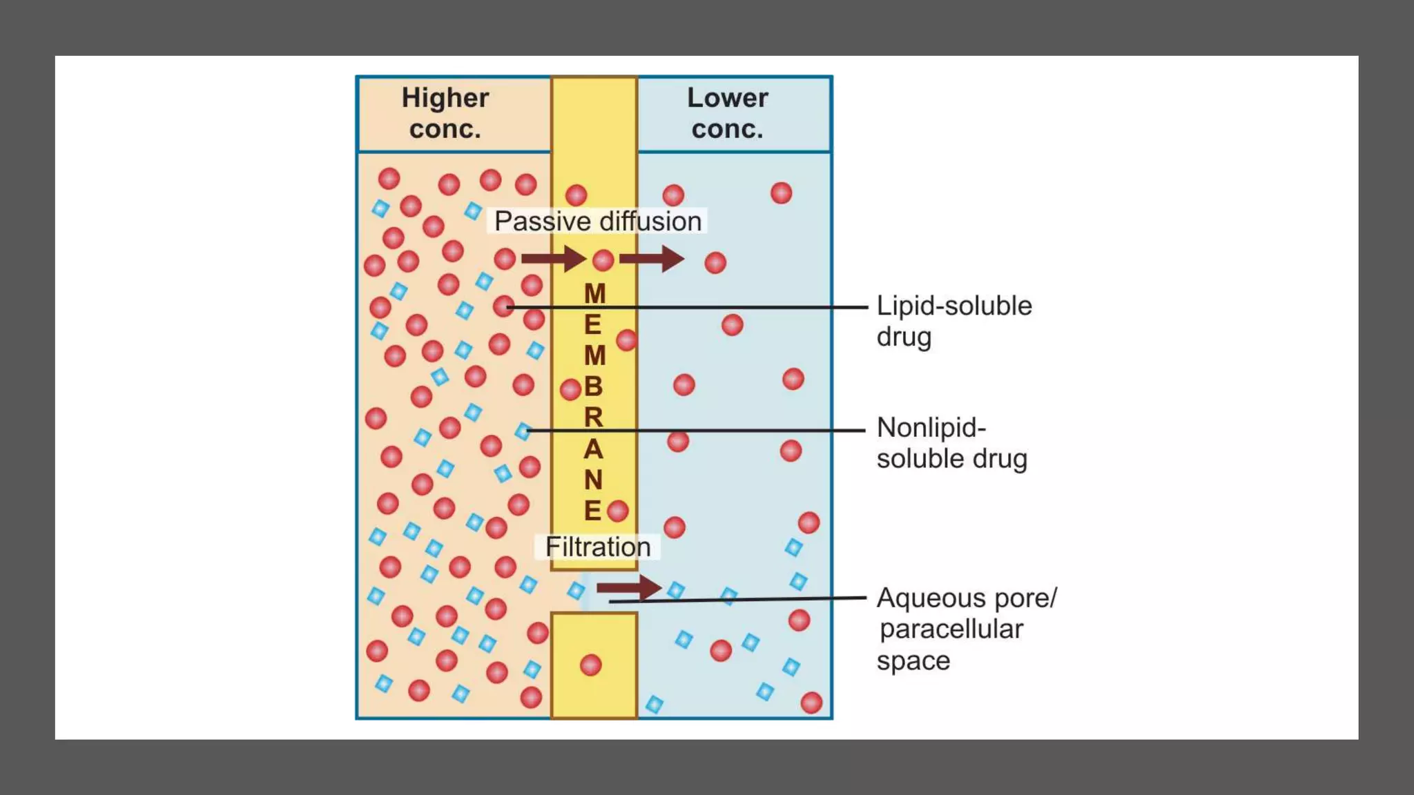 Membrane transport and absorption | PPTX