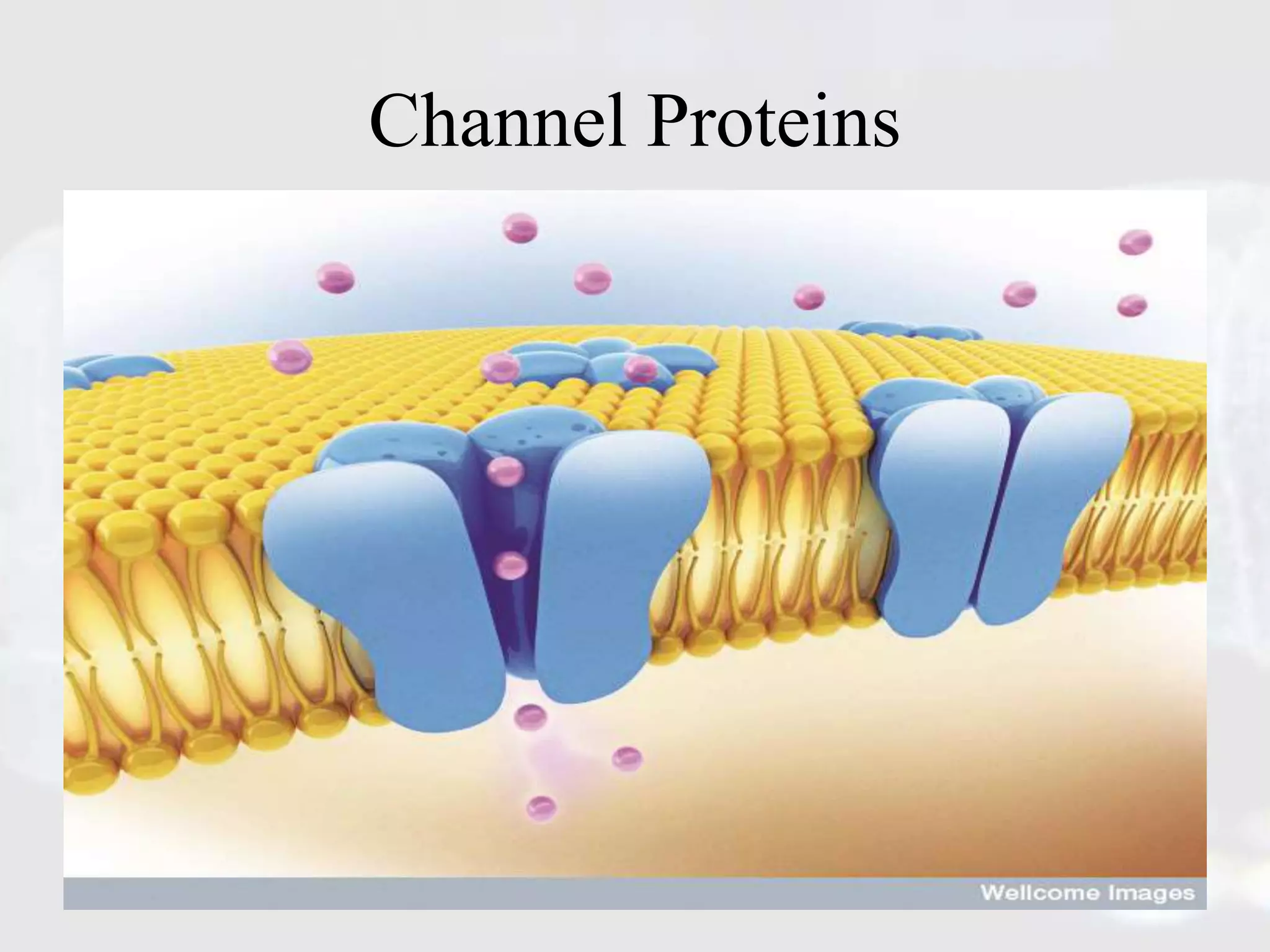 Membrane transporters and drug response | PPTX