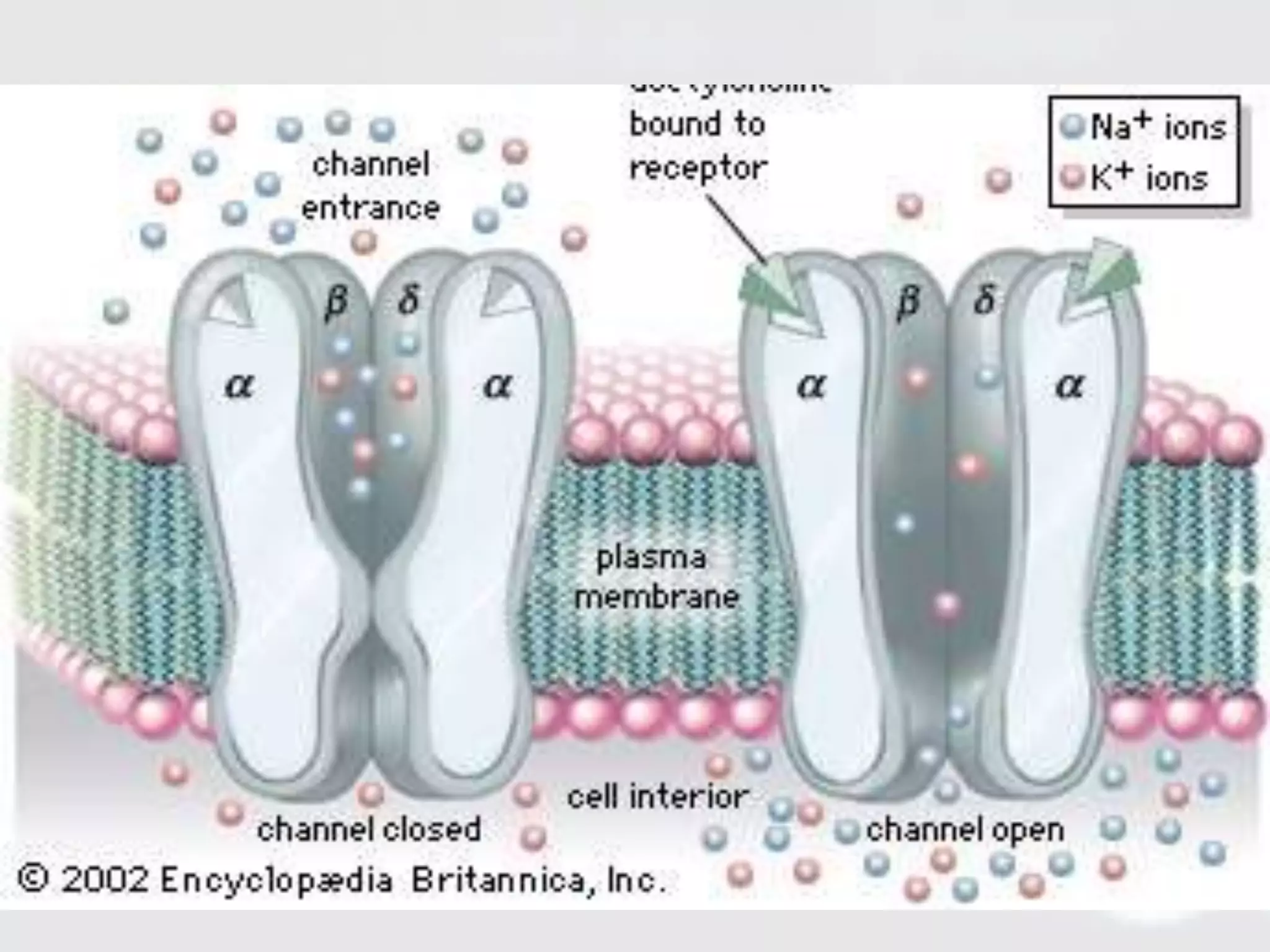 Membrane transporters and drug response | PPTX