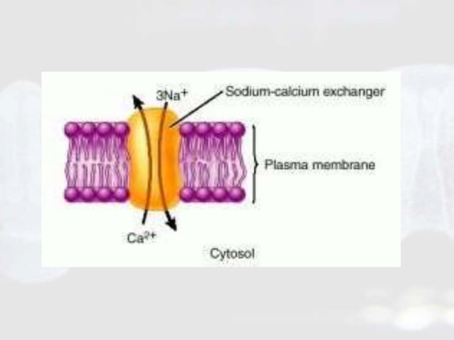 Membrane transporters and drug response | PPTX | Chemistry | Science
