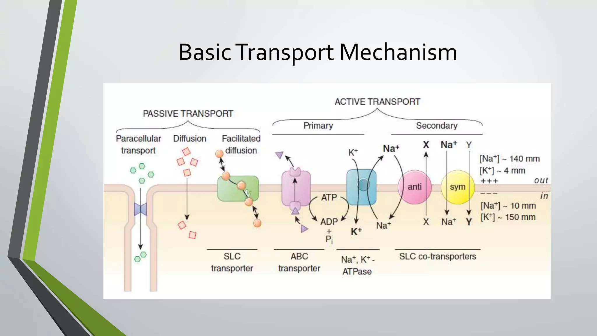Membrane transporters and drug response | PPTX