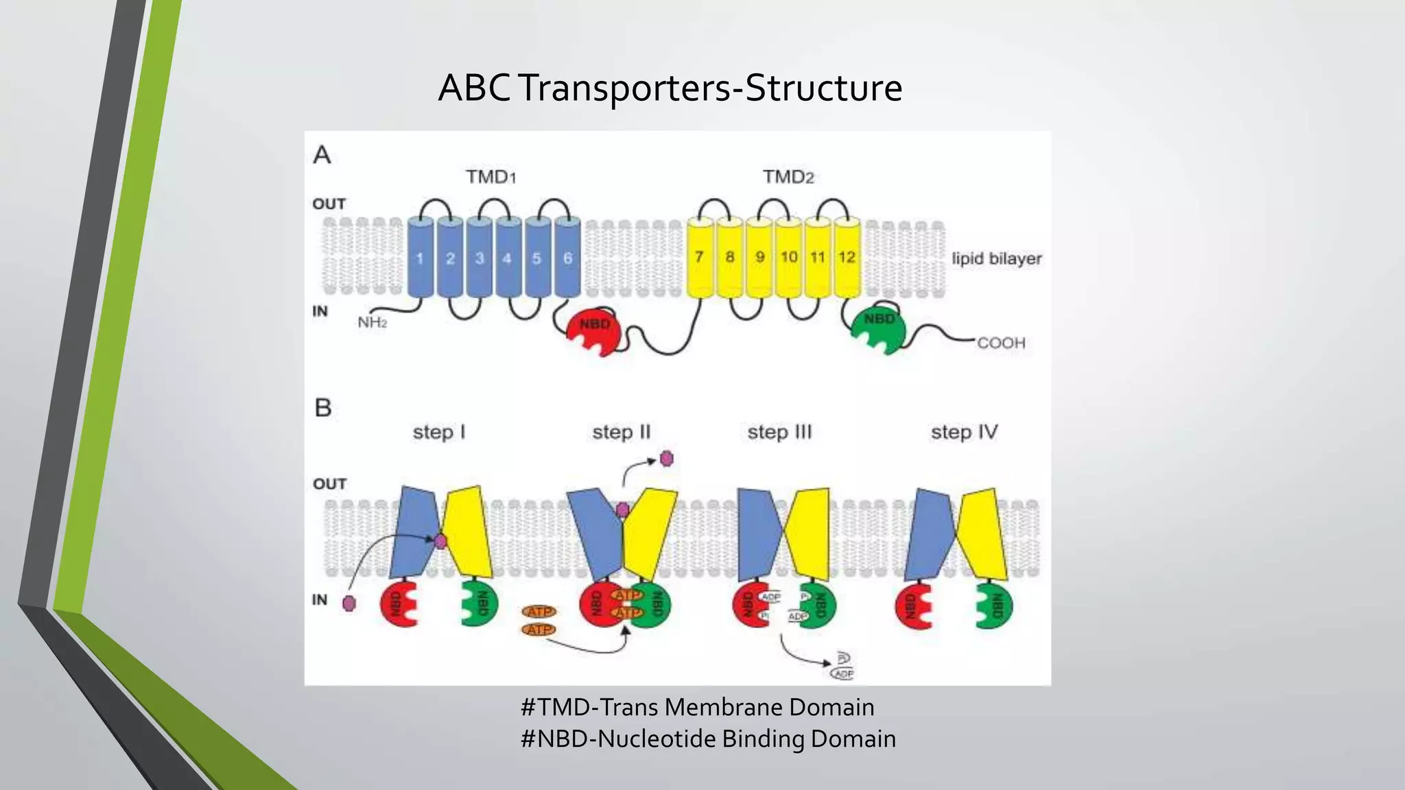 Membrane transporters and drug response | PPTX