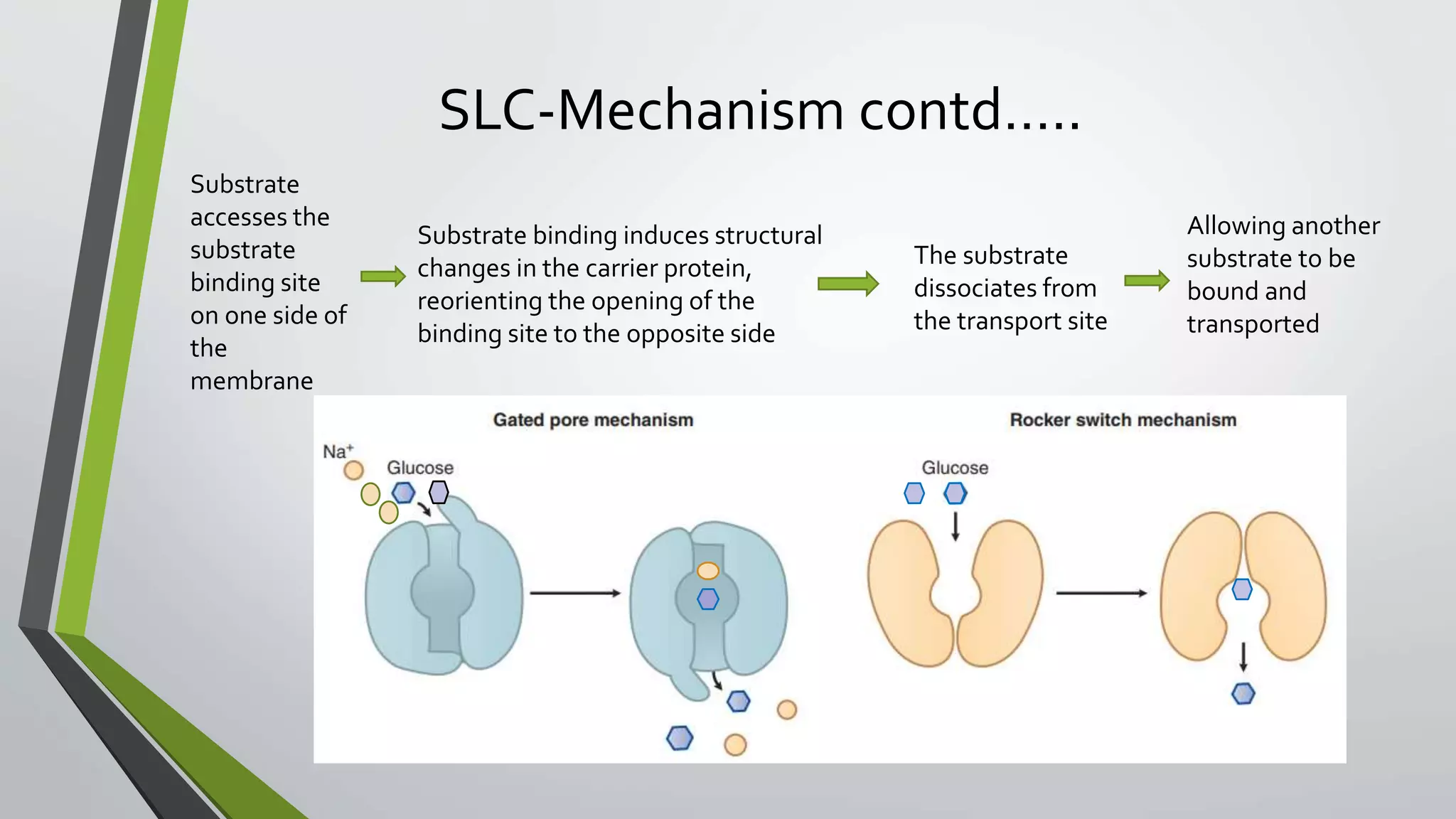 Membrane transporters and drug response | PPTX