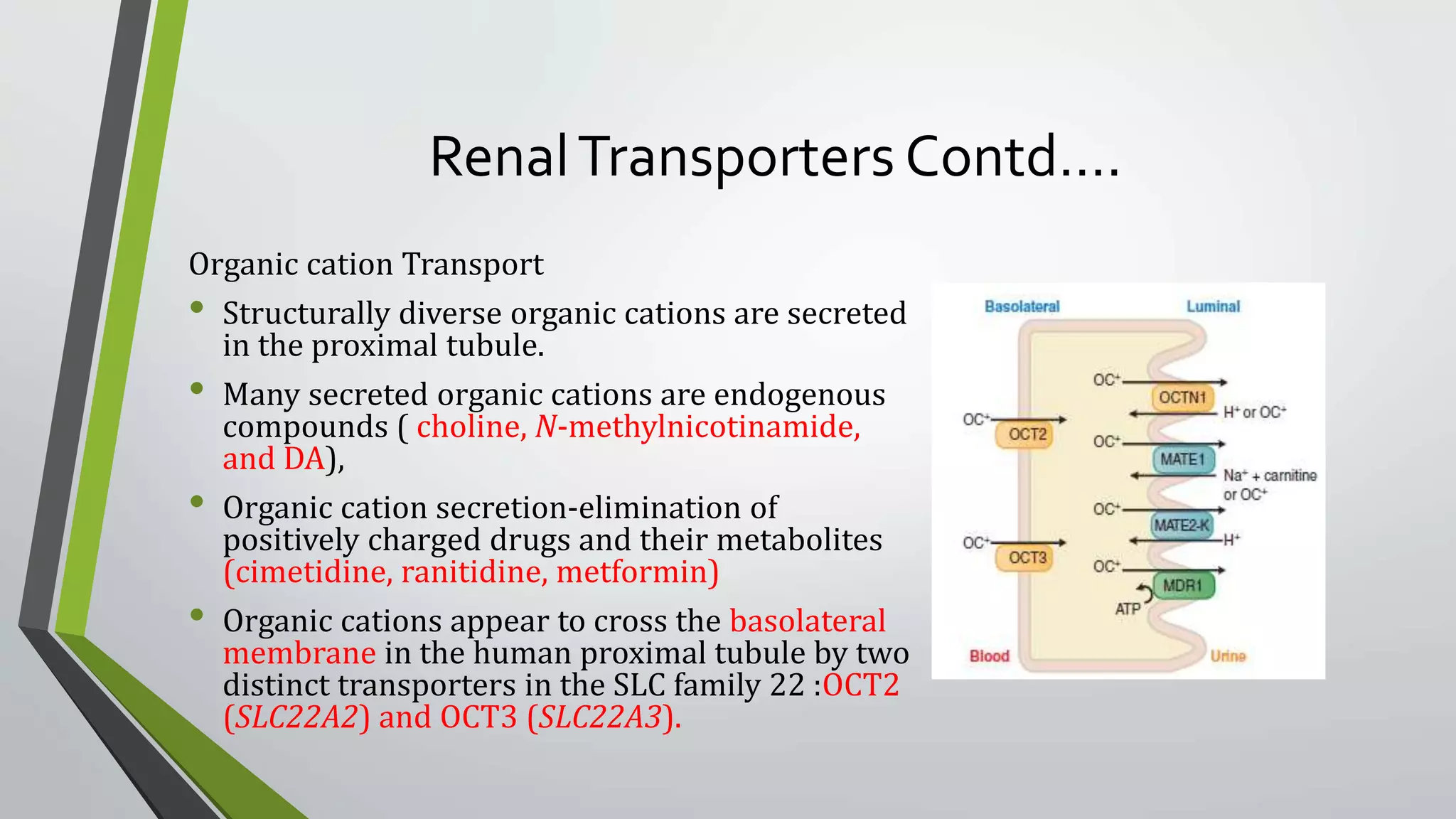 Membrane transporters and drug response | PPTX