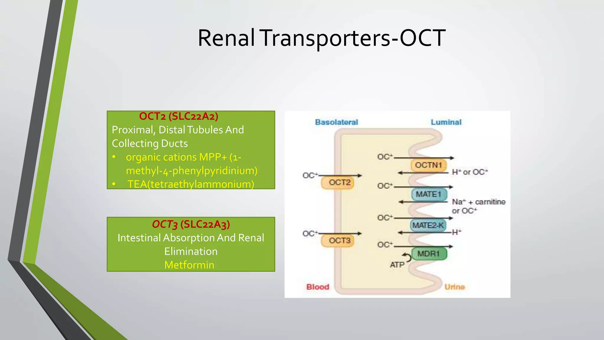 Membrane transporters and drug response | PPTX