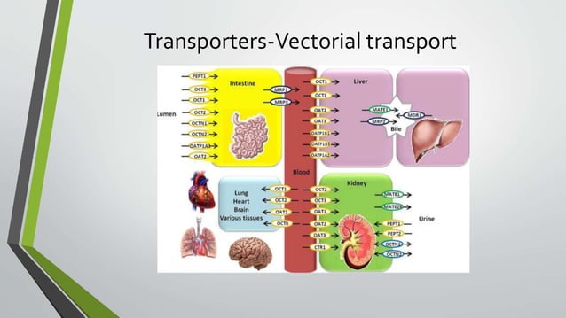 Membrane transporters and drug response | PPTX
