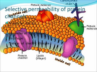 Selective Permeability Cell Membrane