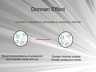Membrane Transport 1 GMOKONE_2020 (1).ppt