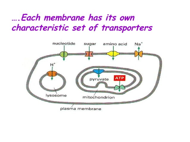 Membrane Transport (lecture 10) (Medicinal Chemistry).ppt