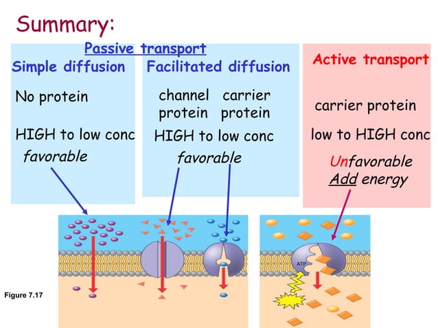 Membrane Transport (lecture 10) (Medicinal Chemistry).ppt