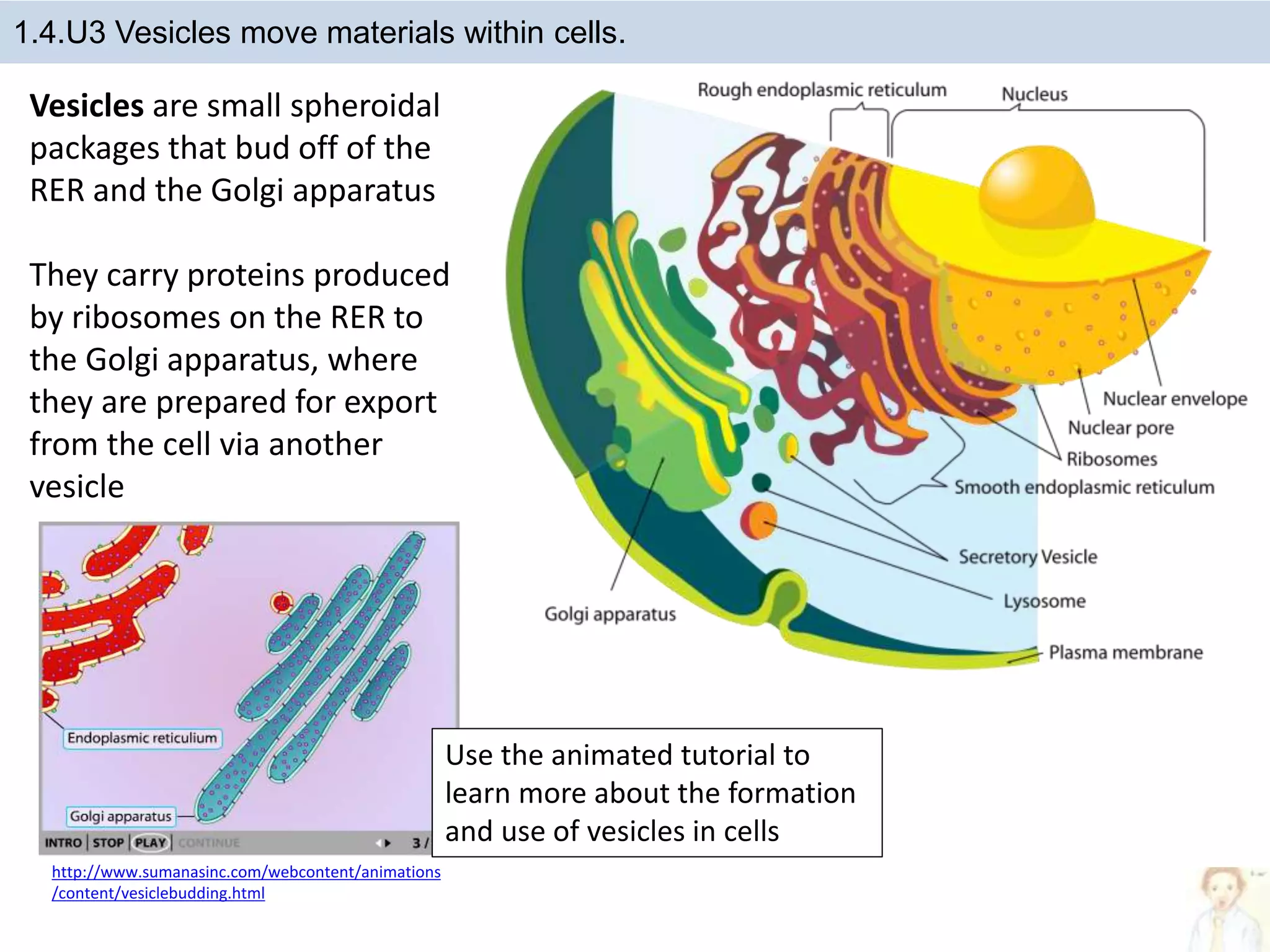 membrane transport ppt.pptx | Chemistry | Science