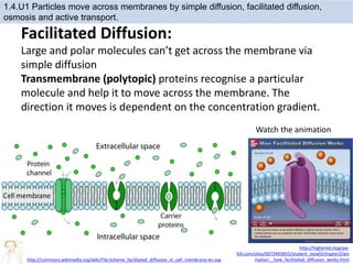 membrane transport ppt.pptx
