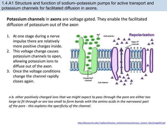 membrane transport ppt.pptx | Chemistry | Science