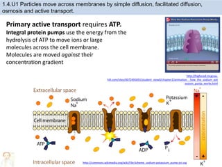 membrane transport ppt.pptx | Chemistry | Science