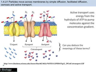 membrane transport ppt.pptx | Chemistry | Science
