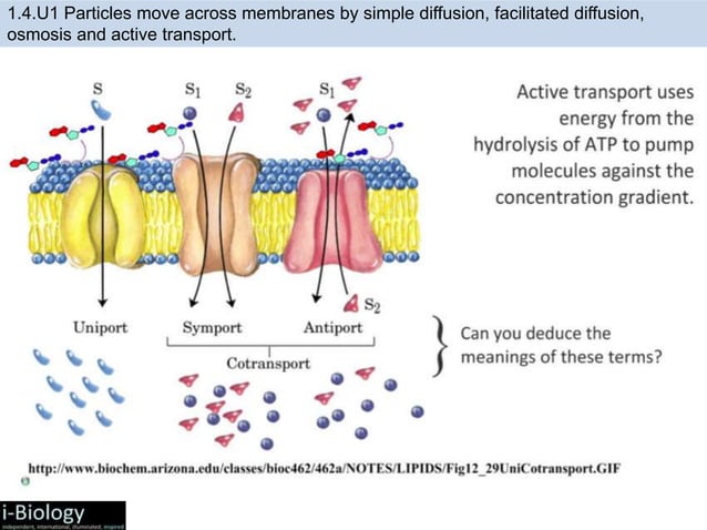 membrane transport ppt.pptx | Chemistry | Science