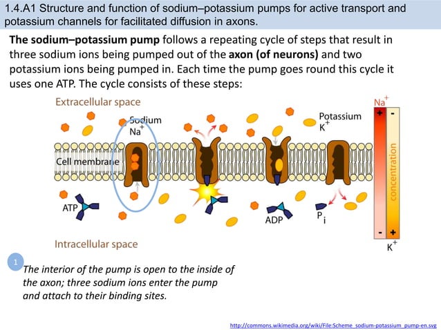membrane transport ppt.pptx | Chemistry | Science