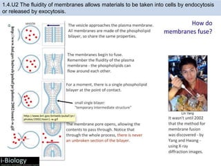 membrane transport ppt.pptx | Chemistry | Science